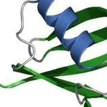 Protein Degradation | The Scientist