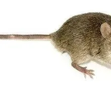 Gene Linked to Eating Disorders Tested | The Scientist