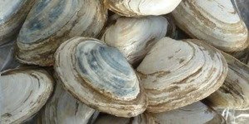 Clam Cancer Rips Along Atlantic Coast | The Scientist