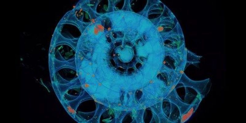 Image of the Day: Inside an Ammonite | The Scientist