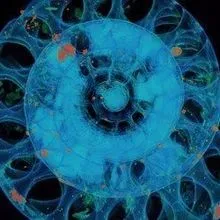 Image of the Day: Inside an Ammonite | The Scientist