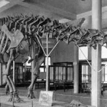 Brontosaurus | The Scientist