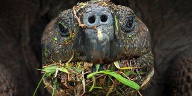 Image of the Day: Galápagos Gobbler | The Scientist Magazine®
