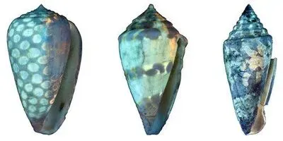 Image of the Day: Seashell Secrets | The Scientist