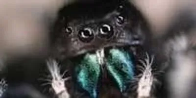 Through a Spider’s Eyes | The Scientist