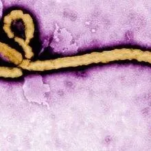 Ebola Mutation Rate Quibble | The Scientist
