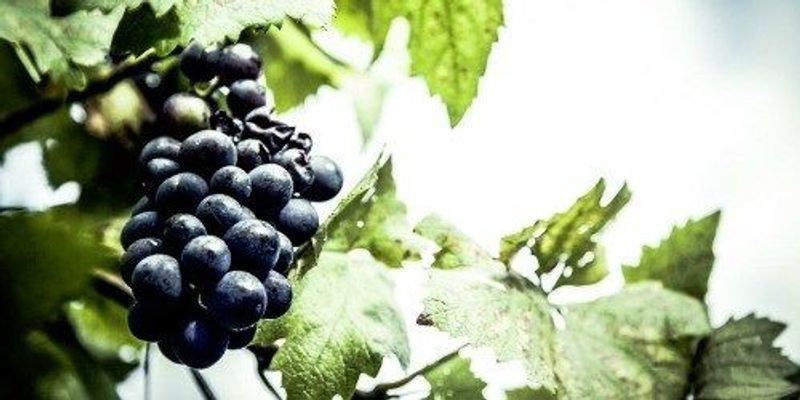 Soil Bacteria Live on Wine Grapes | The Scientist