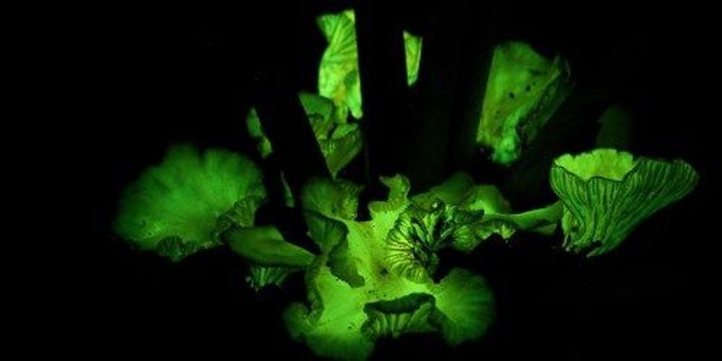 Image of the Day: Glowing Mushrooms | The Scientist