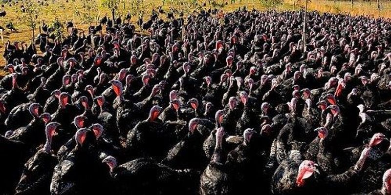 Bird Flu Spreads in China and the U.S. | The Scientist