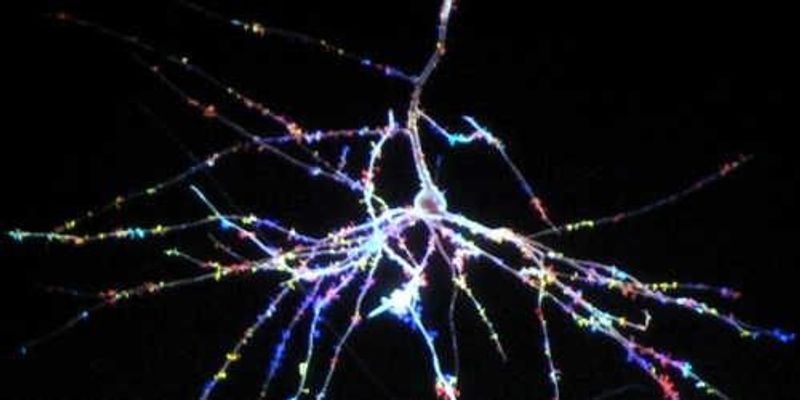 Stimulating Neurons with Light and Gold | The Scientist