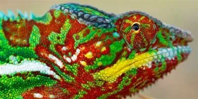 How Chameleons Change Colors | The Scientist