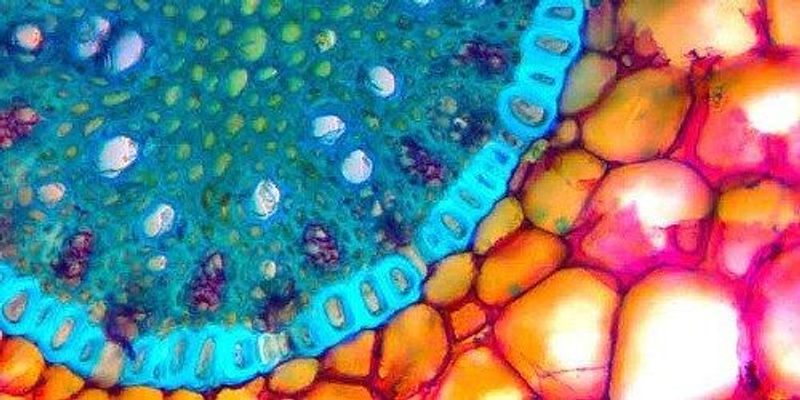 Image of the Day: Colorful Cross-section | The Scientist