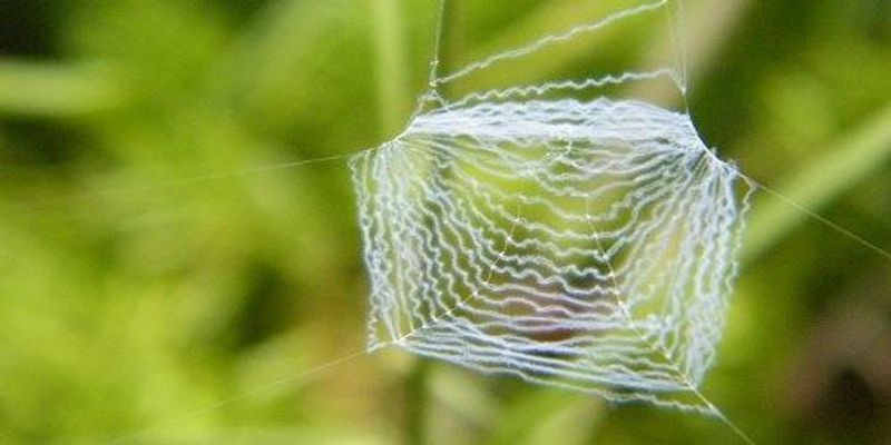 Spinning Recombinant Spider Silk | The Scientist