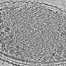 Image of the Day: Ultra-Small Life | The Scientist
