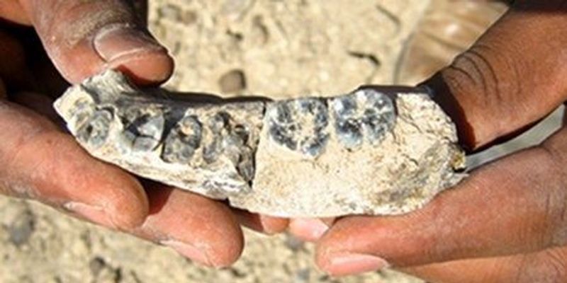 Oldest Homo Remains Yet Found | The Scientist