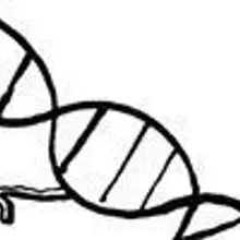Hayflick Limit | The Scientist