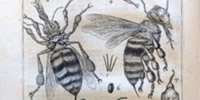 Apiarium, 1625 | The Scientist