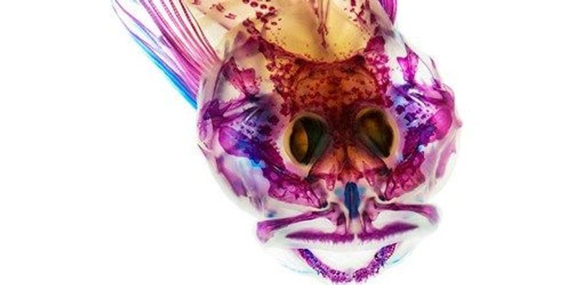 Image of the Day: See-Through Fish | The Scientist
