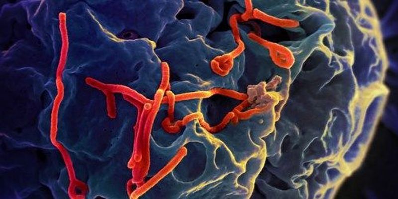 Rapid Ebola Test Approved | The Scientist