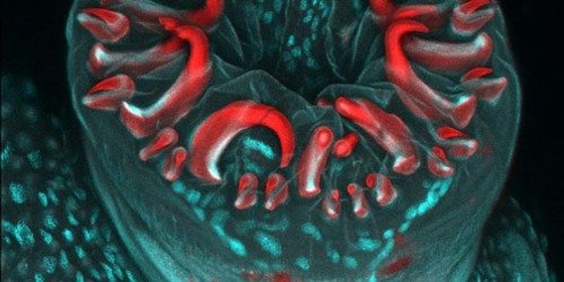 Image of the Day: Caterpillar Close-up | The Scientist