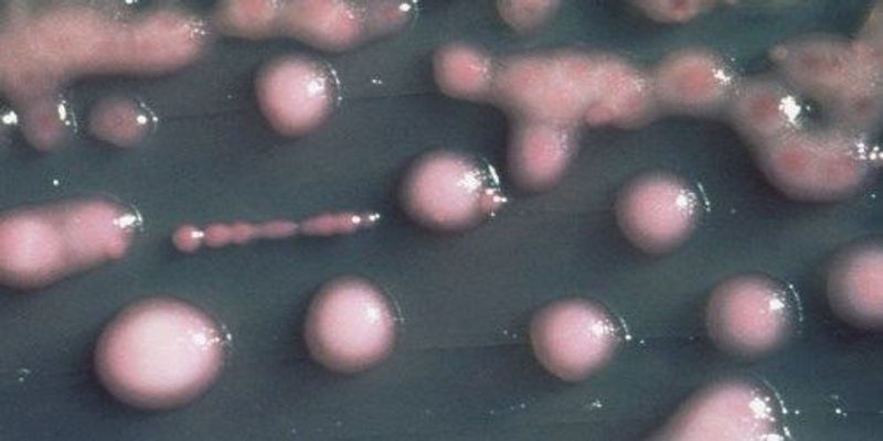 Medical Equipment May Spread Superbug | The Scientist