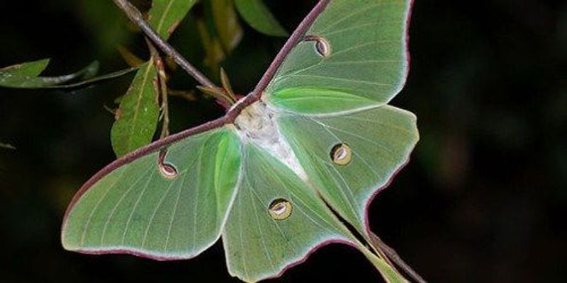 Distracting Tails | The Scientist