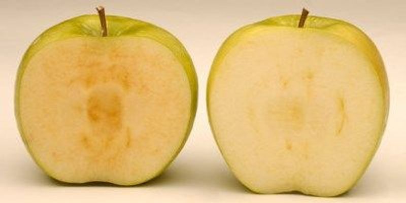 USDA Approves Genetically Engineered Apples | The Scientist