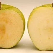USDA Approves Genetically Engineered Apples | The Scientist