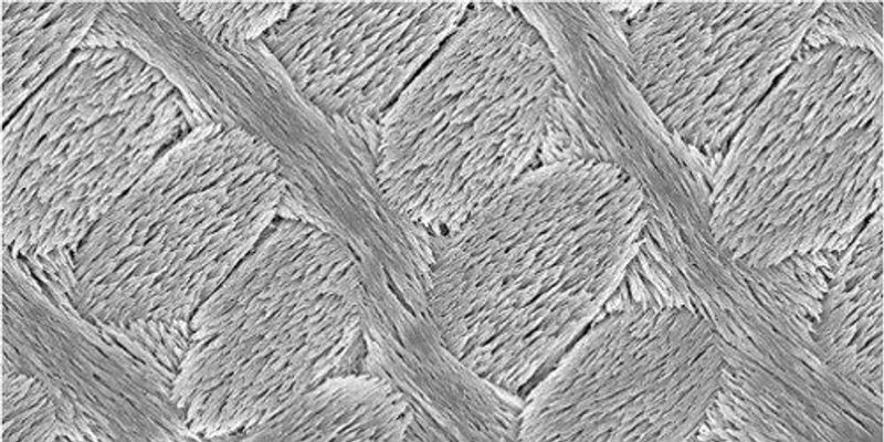 Image of the Day: Elegant Enamel | The Scientist Magazine®