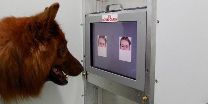 Canine Facial Recognition | The Scientist