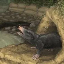 Two New Jurassic Mammals Found | The Scientist