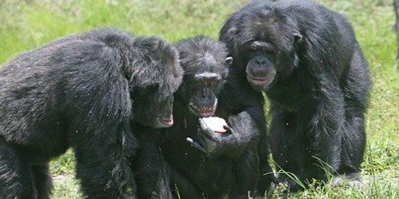 Aping Language | The Scientist