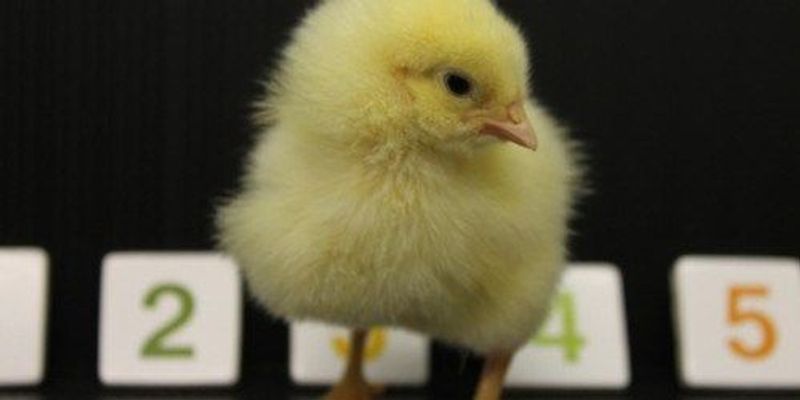 Counting Chicks? | The Scientist