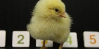 Counting Chicks? | The Scientist