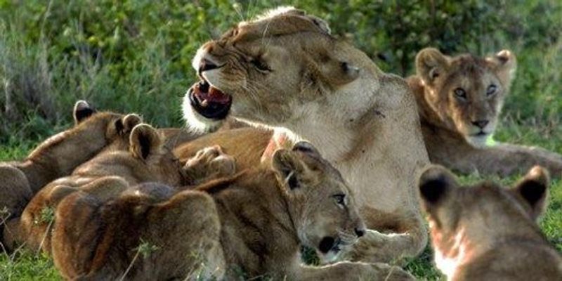 Image of the Day: Ailing Lions | The Scientist