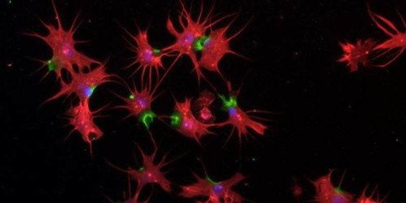 Image of the Day: Snail Blood | The Scientist