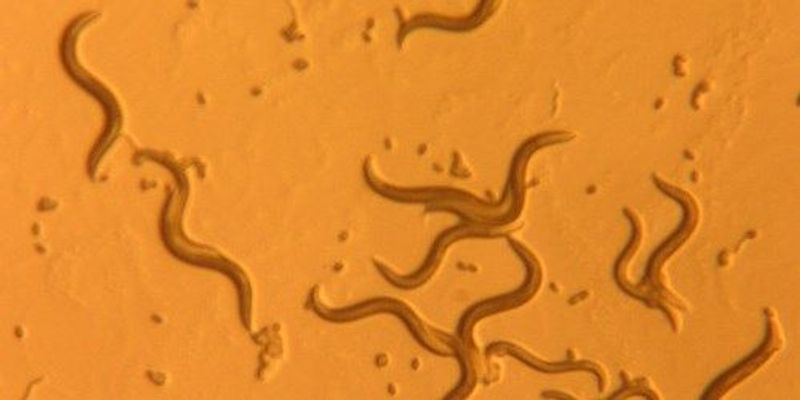 Filming the Nematode Brain | The Scientist