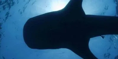 Image of the Day: Whale Shark Shadow | The Scientist