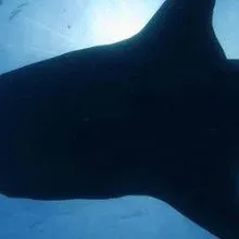 Image of the Day: Whale Shark Shadow | The Scientist