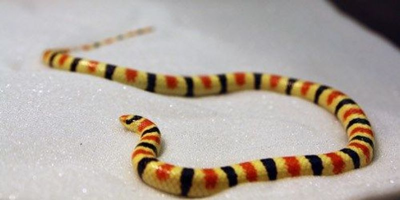 Image of the Day: Swift Snake | The Scientist Magazine®