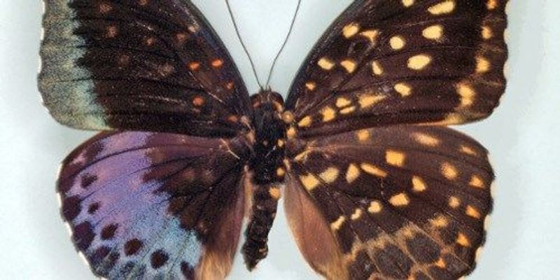 Image of the Day: Gorgeous Gynandromorph | The Scientist Magazine®