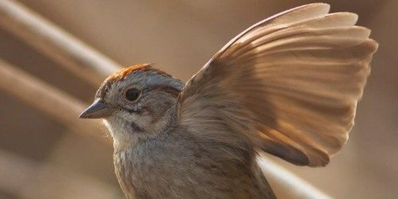 Image of the Day: Sparrow Signals | The Scientist Magazine®
