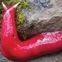 Giant Pink Slug | The Scientist