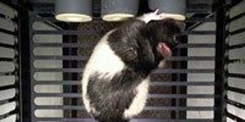 May the Best Rodent Win | The Scientist