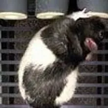 Cognitive Science | The Scientist