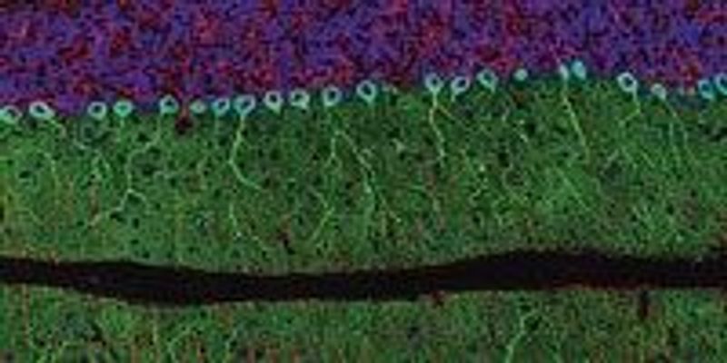 Micro Master | The Scientist