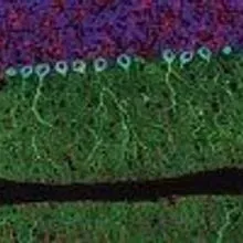 Nikon Small World Competition | The Scientist