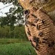 Seirian Sumner Author Profile | The Scientist