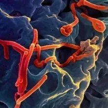 The Year in Pathogens | The Scientist