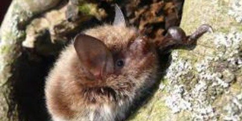 Bats Make a Comeback | The Scientist